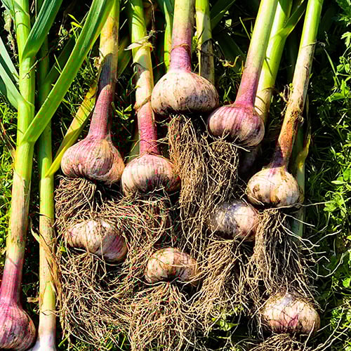 The Best Fresh Garlic in Powell River | Windfall Farm
