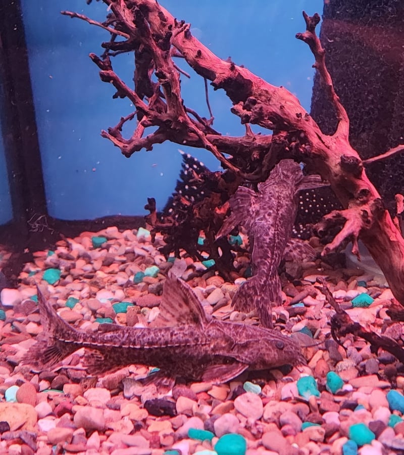 Granulosis Catfish – Pterodoras granulosus – Anchor Aquarium NJ