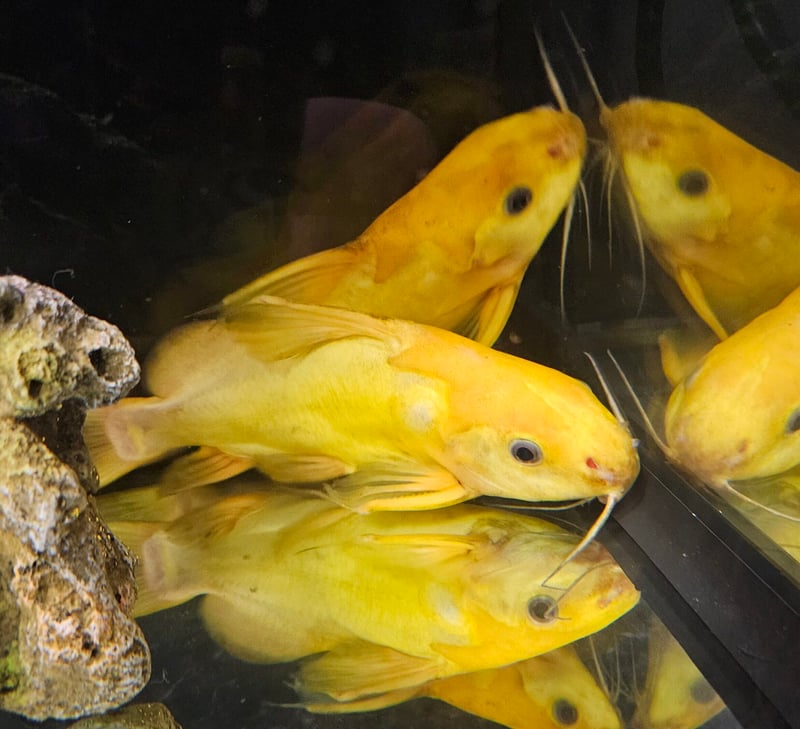 Golden Synodontis Catfish For Sale Online – Anchor Aquarium NJ