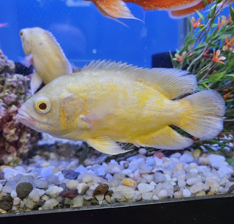 Lemon Oscar For Sale Online – Anchor Aquarium NJ