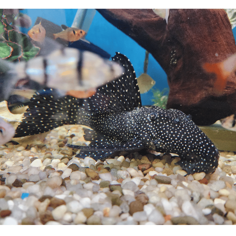 Vampire Pleco/Galaxy Pleco For Sale Online – Anchor Aquarium NJ