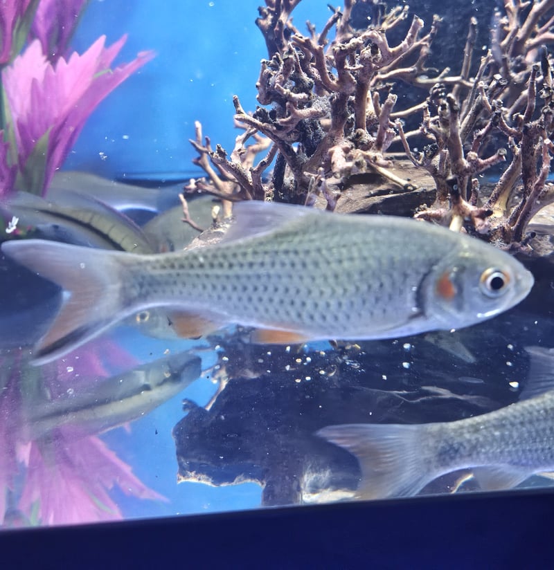 Red Cheek Java Barb For Sale Online – Anchor Aquarium NJ