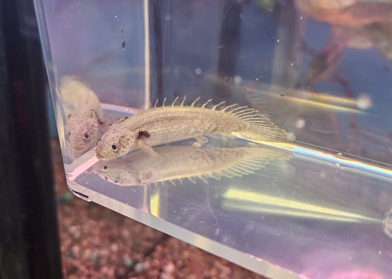 Platinum Endlicheri Bichir For Sale Online – Anchor Aquarium NJ