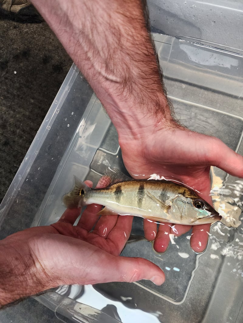 Temensis Peacock Bass Available Now at Anchor Aquarium – Anchor Aquarium NJ