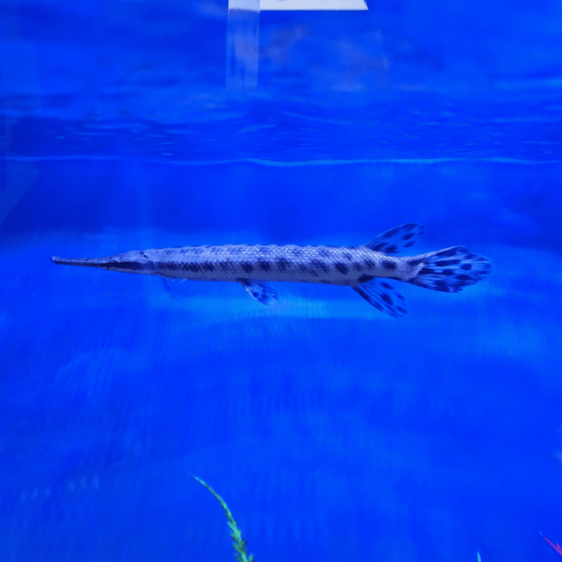 Buy Florida Gar Fish Online – Anchor Aquarium NJ